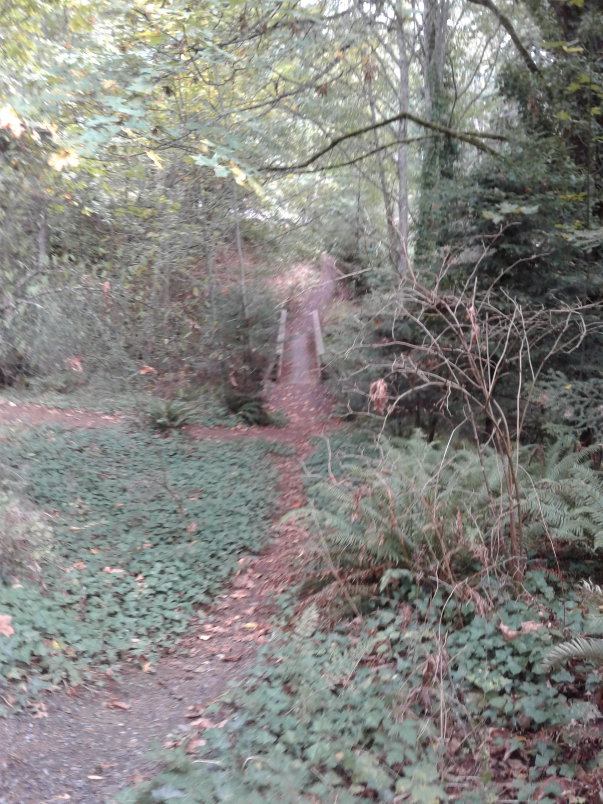 Latoria Creek Green Space – Walks in Your Backyard